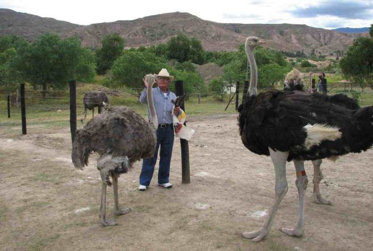 Comportamiento de los avestruces. Taxonomía y características